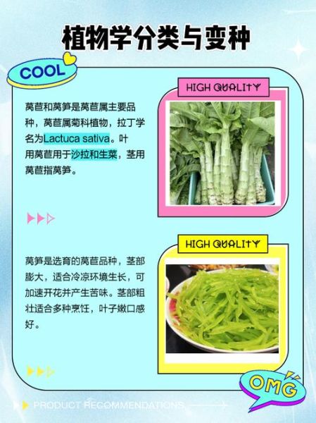 青笋和莴笋一样吗_青笋与莴笋的区别-第1张图片-山城妙识 青笋和莴笋一样吗_青笋与莴笋的区别-第1张图片-山城妙识