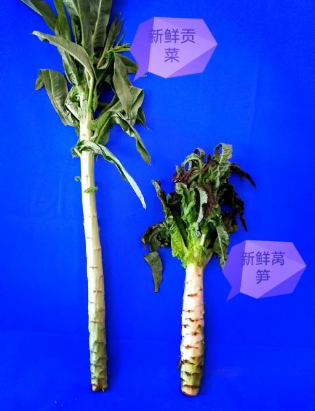 青笋和莴笋一样吗_青笋与莴笋的区别-第2张图片-山城妙识 青笋和莴笋一样吗_青笋与莴笋的区别-第2张图片-山城妙识