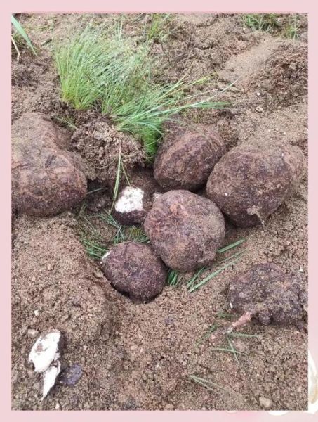 茯神和茯苓的区别_茯神与茯苓功效差异-第3张图片-山城妙识