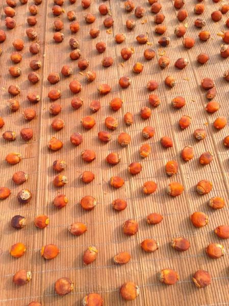 家庭晒柿饼的方法_柿饼晒制步骤详解-第1张图片-山城妙识 家庭晒柿饼的方法_柿饼晒制步骤详解-第1张图片-山城妙识