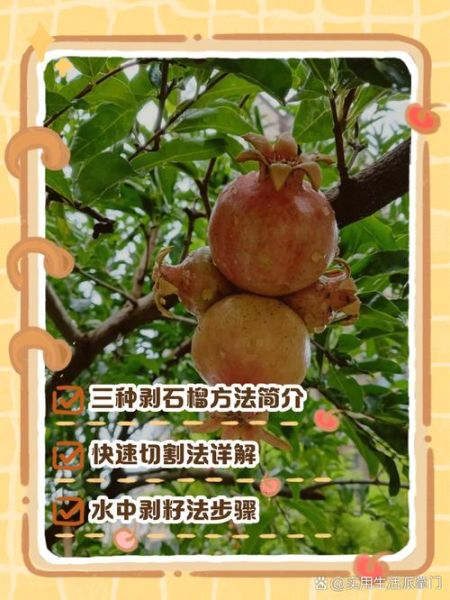怎么剥石榴最快_石榴剥法图解-第2张图片-山城妙识 怎么剥石榴最快_石榴剥法图解-第2张图片-山城妙识