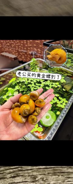 黄螺怎么清洗_黄螺怎么炒才好吃-第2张图片-山城妙识