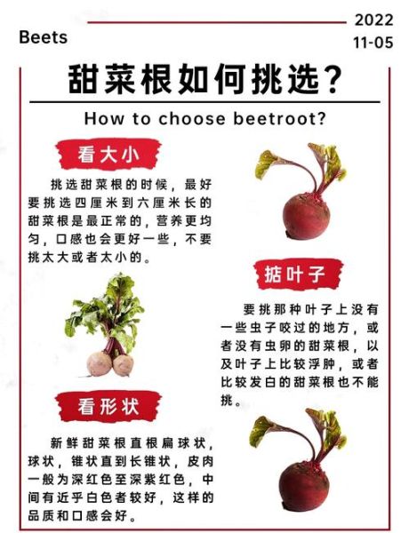 甜菜根的危害_哪些人不能吃甜菜根-第3张图片-山城妙识