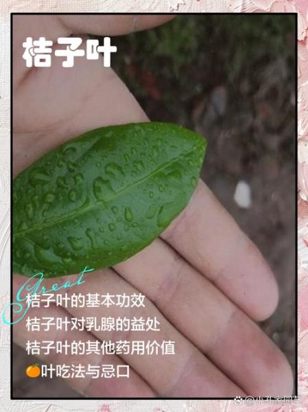 桔子叶的功效与作用_桔子叶泡水喝有什么禁忌-第3张图片-山城妙识