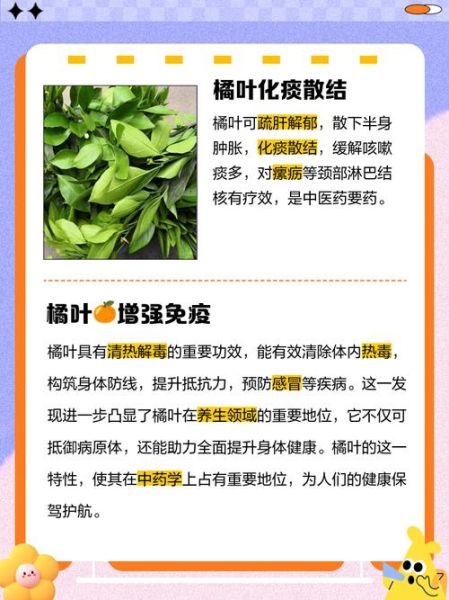 桔子叶的功效与作用_桔子叶泡水喝有什么禁忌-第2张图片-山城妙识