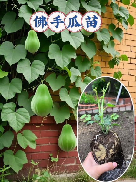 佛手瓜怎么种_佛手瓜种植注意事项-第3张图片-山城妙识