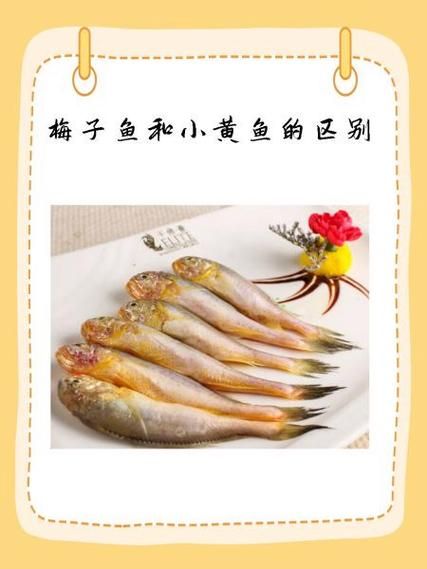 梅子鱼和小黄鱼有什么区别_哪个更好吃-第1张图片-山城妙识