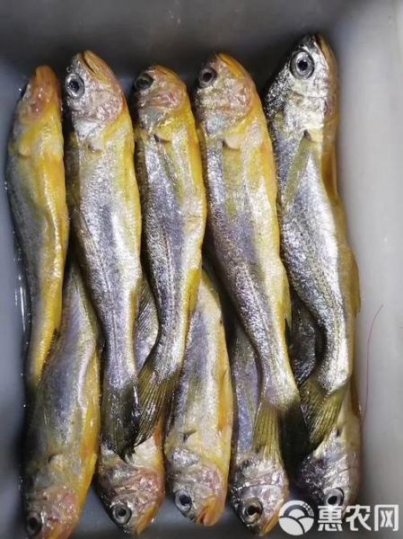 梅子鱼和小黄鱼有什么区别_哪个更好吃-第3张图片-山城妙识