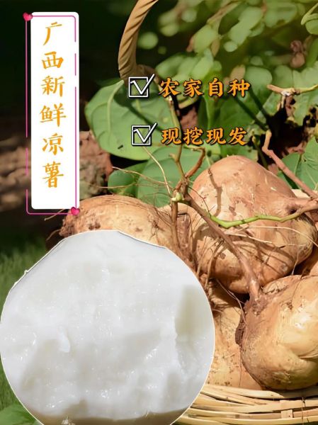 凉薯怎么保存_凉薯可以生吃吗-第3张图片-山城妙识