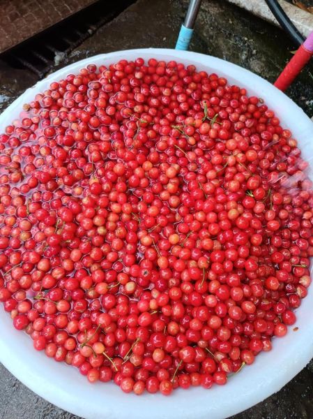 樱桃泡酒治痛风吗_痛风喝樱桃酒有用吗-第2张图片-山城妙识