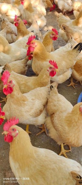 三黄鸡是什么鸡_三黄鸡是什么品种-第2张图片-山城妙识