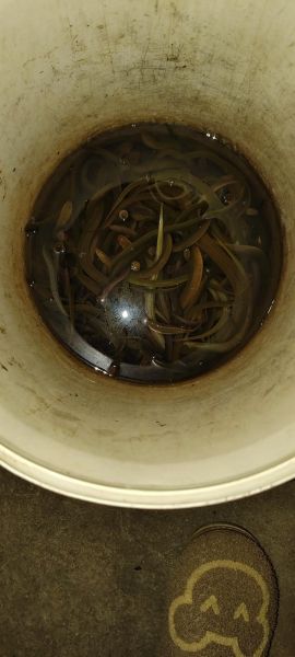 养黄鳝为什么不赚钱_新手养黄鳝失败原因-第3张图片-山城妙识