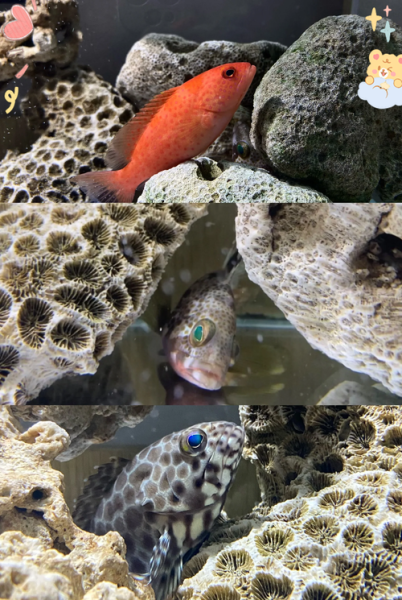 斑鱼多少钱一斤_斑鱼价格为什么差距大-第3张图片-山城妙识