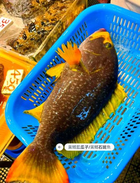 斑鱼多少钱一斤_斑鱼价格为什么差距大-第1张图片-山城妙识