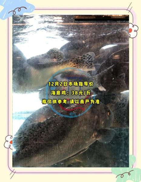 斑鱼多少钱一斤_斑鱼价格为什么差距大-第2张图片-山城妙识
