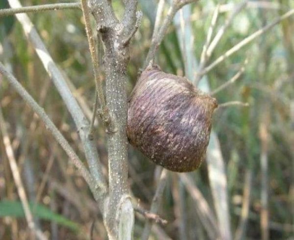 桑螵蛸图片大全_桑螵蛸长什么样-第2张图片-山城妙识