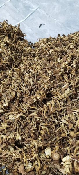 毛尖蘑是什么_毛尖蘑怎么做好吃-第1张图片-山城妙识