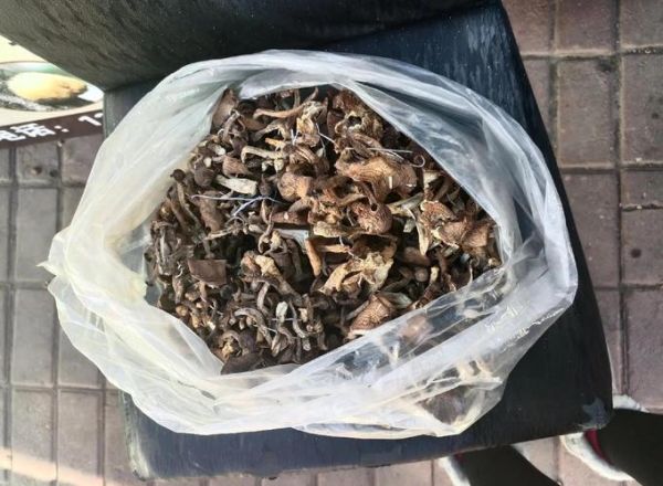 毛尖蘑是什么_毛尖蘑怎么做好吃-第2张图片-山城妙识