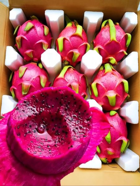 红心火龙果怎么吃_红心火龙果的正确吃法-第2张图片-山城妙识