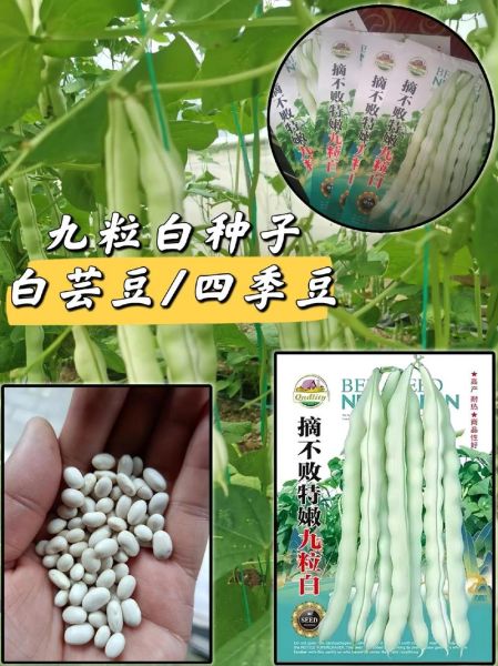 白芸豆长什么样_白芸豆和四季豆区别-第1张图片-山城妙识