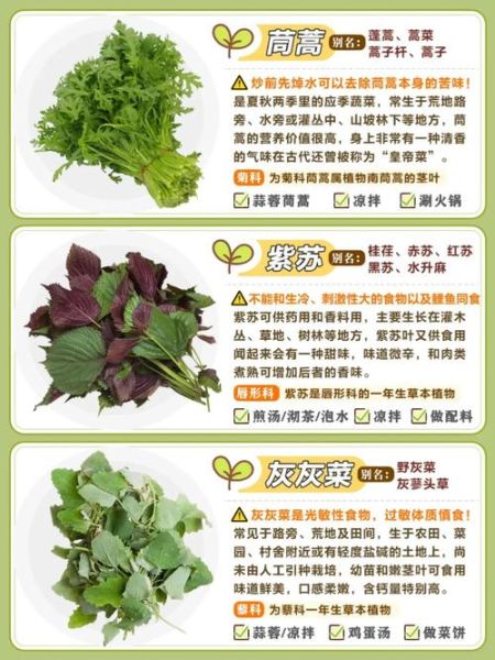 山野菜图片大全_如何辨别可食用品种-第2张图片-山城妙识