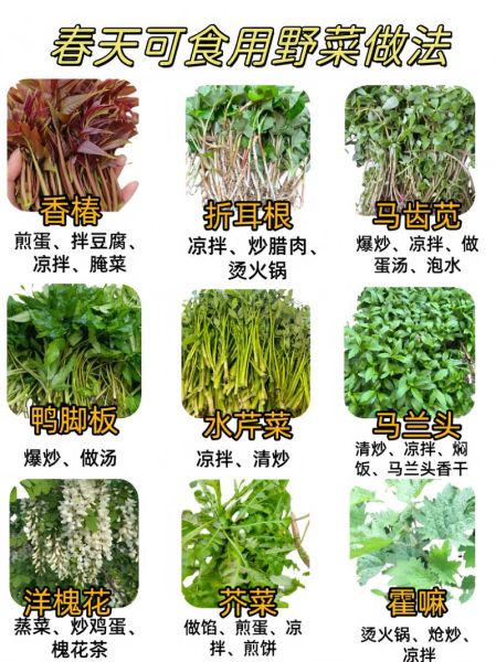 山野菜图片大全_如何辨别可食用品种-第1张图片-山城妙识