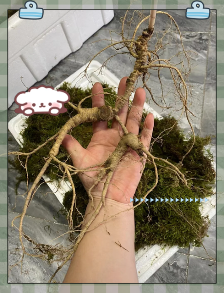 野山参图片真假辨别_野山参价格多少钱一克-第3张图片-山城妙识