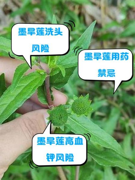 墨旱莲的功效与作用_墨旱莲能治疗脱发吗-第3张图片-山城妙识 墨旱莲的功效与作用_墨旱莲能治疗脱发吗-第3张图片-山城妙识