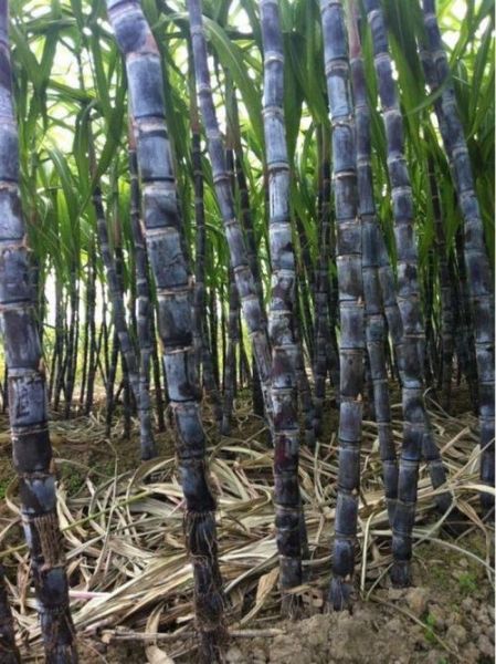 广西甘蔗图片大全大图_广西甘蔗高清图片怎么拍-第1张图片-山城妙识 广西甘蔗图片大全大图_广西甘蔗高清图片怎么拍-第1张图片-山城妙识