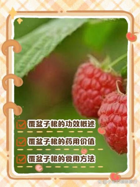 野生覆盆子有什么功效_野生覆盆子怎么吃最好-第3张图片-山城妙识