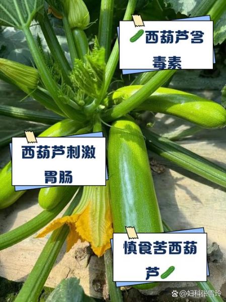 西葫芦致癌是真的吗_西葫芦高温炒致癌吗-第1张图片-山城妙识 西葫芦致癌是真的吗_西葫芦高温炒致癌吗-第1张图片-山城妙识