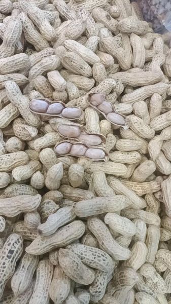 水煮晒干花生的危害_长期吃水煮晒干花生好吗-第1张图片-山城妙识 水煮晒干花生的危害_长期吃水煮晒干花生好吗-第1张图片-山城妙识