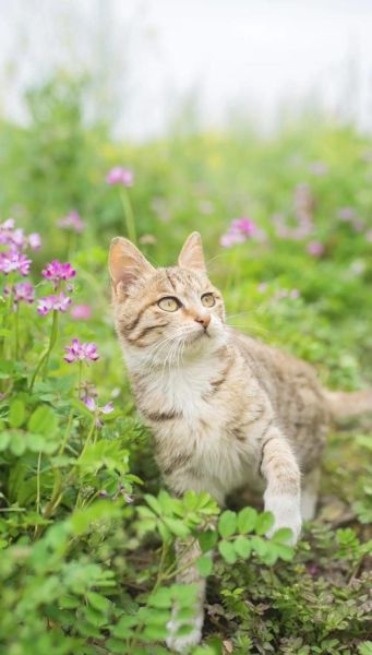 猫咪图片怎么拍好看_猫咪图片拍摄技巧-第1张图片-山城妙识 猫咪图片怎么拍好看_猫咪图片拍摄技巧-第1张图片-山城妙识