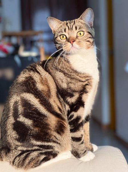 猫咪图片怎么拍好看_猫咪图片拍摄技巧-第2张图片-山城妙识 猫咪图片怎么拍好看_猫咪图片拍摄技巧-第2张图片-山城妙识