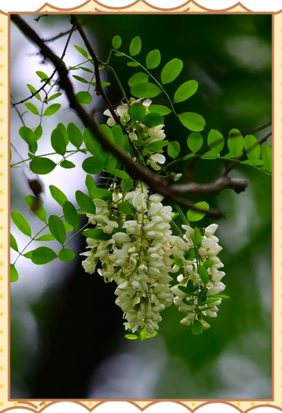 洋槐花和槐花的区别_洋槐花能吃吗-第1张图片-山城妙识