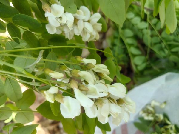 洋槐花和槐花的区别_洋槐花能吃吗-第2张图片-山城妙识