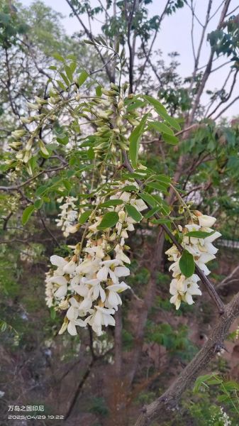 洋槐花和槐花的区别_洋槐花能吃吗-第3张图片-山城妙识