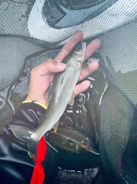 香鱼怎么钓_香鱼钓法技巧-第3张图片-山城妙识