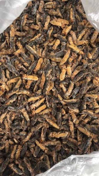 蝼蛄多少钱一斤_蝼蛄价格行情-第1张图片-山城妙识