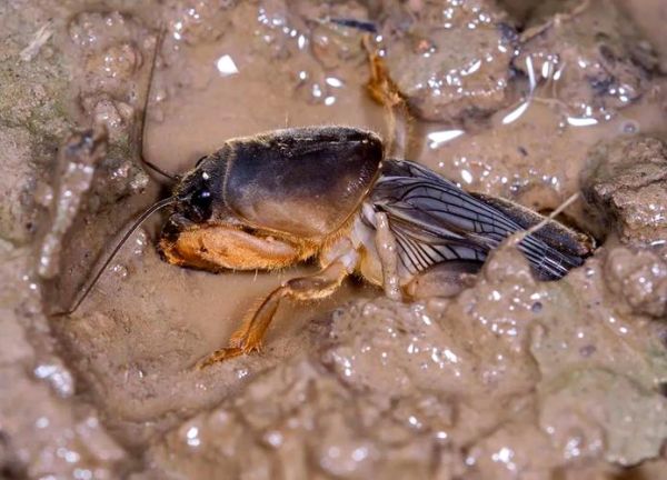 蝼蛄多少钱一斤_蝼蛄价格行情-第2张图片-山城妙识