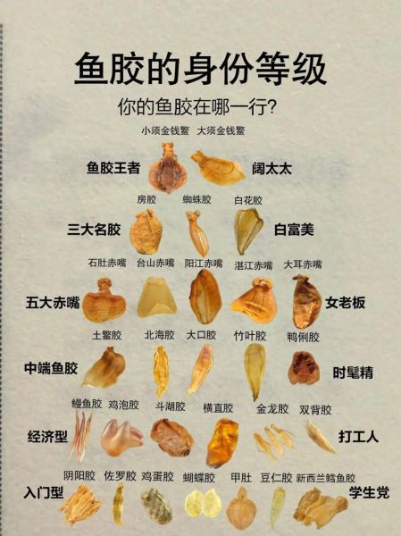 花胶种类排名_花胶哪种最好-第3张图片-山城妙识