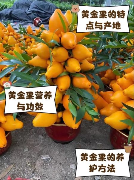 黄金果怎么吃_黄金果的正确吃法-第1张图片-山城妙识