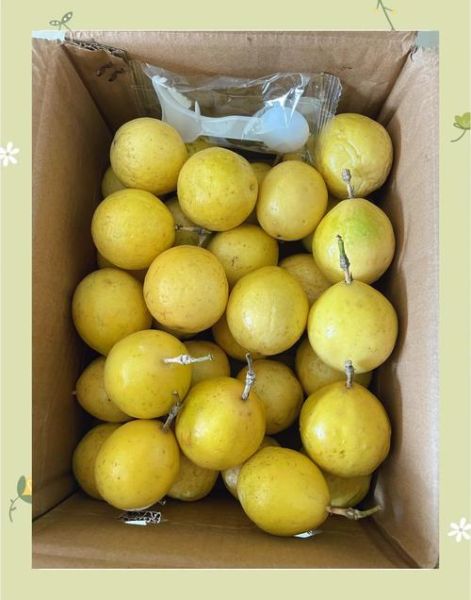 黄金果怎么吃_黄金果的正确吃法-第3张图片-山城妙识