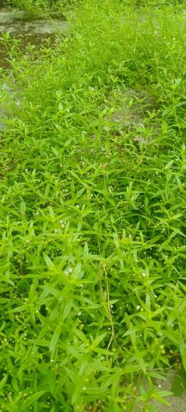 白花蛇舌草能治疗什么病_白花蛇舌草怎么泡水喝-第2张图片-山城妙识