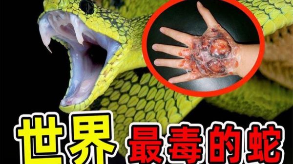 全球最毒的十大毒蛇有哪些_毒性排名依据是什么-第2张图片-山城妙识