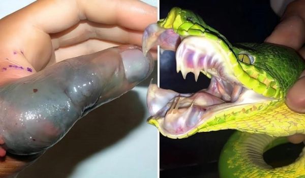 全球最毒的十大毒蛇有哪些_毒性排名依据是什么-第1张图片-山城妙识