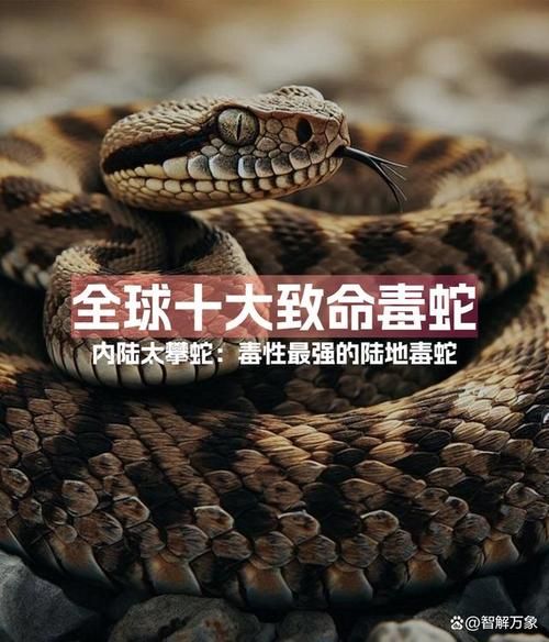 全球最毒的十大毒蛇有哪些_毒性排名依据是什么-第3张图片-山城妙识