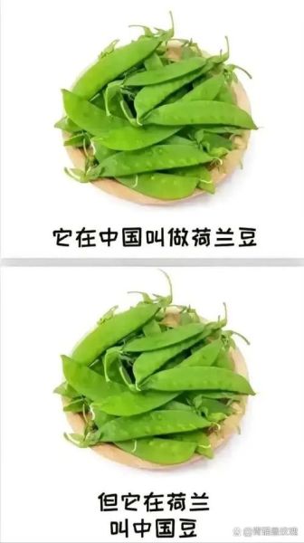 荷兰豆是不是豌豆_荷兰豆和豌豆的区别-第3张图片-山城妙识