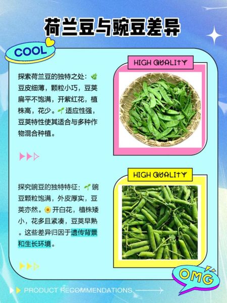 荷兰豆是不是豌豆_荷兰豆和豌豆的区别-第1张图片-山城妙识