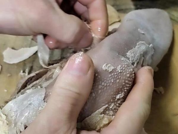 牛舌怎么处理_牛舌怎么去除腥味-第1张图片-山城妙识 牛舌怎么处理_牛舌怎么去除腥味-第1张图片-山城妙识